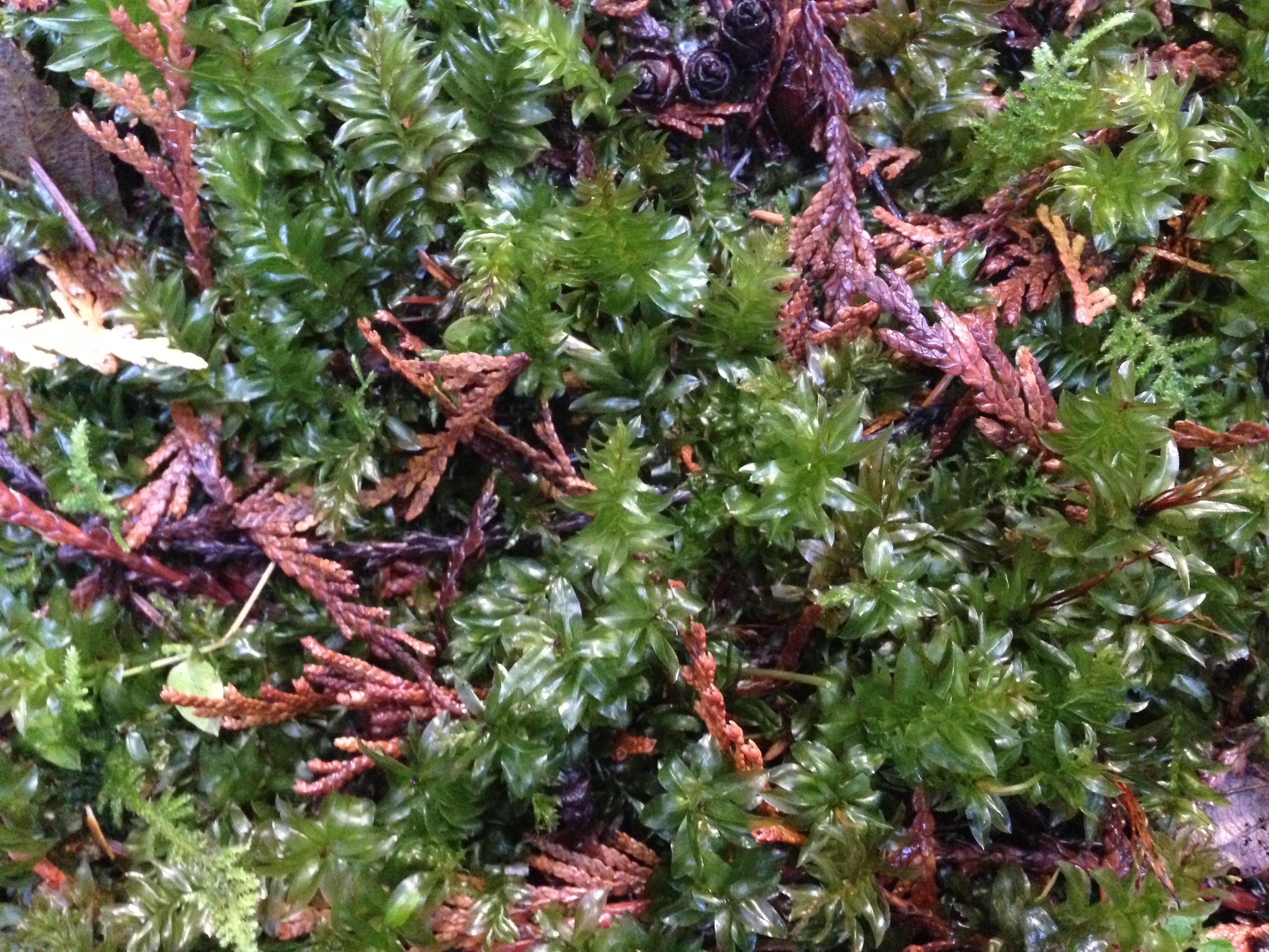 Plagiomnium moss (Plagiomnium insigne) Care Guide: Pests, Diseases ...