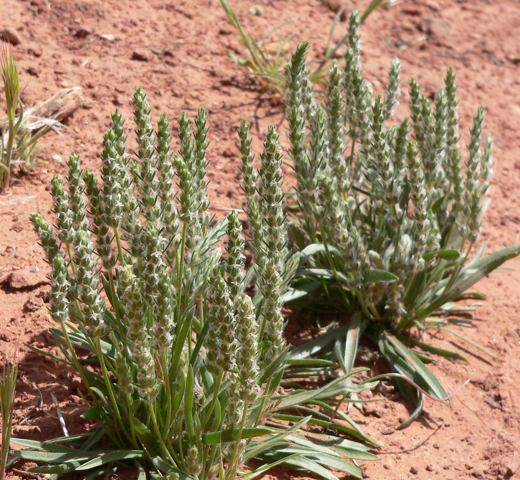 The Wooly plantain Plant Advantage: Maximizing Home and Office Appeal ...