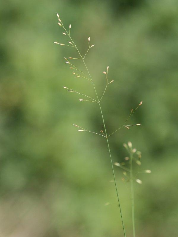 Fowl bluegrass (Poa palustris) Care Guide: Pests, Diseases, Watering ...