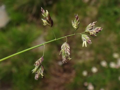 Supine bluegrass (Poa supina) Care Guide: Pests, Diseases, Watering ...
