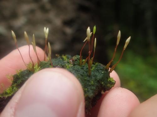 Pennsylvania pogonatum moss (Pogonatum pensilvanicum) Care Guide: Pests ...