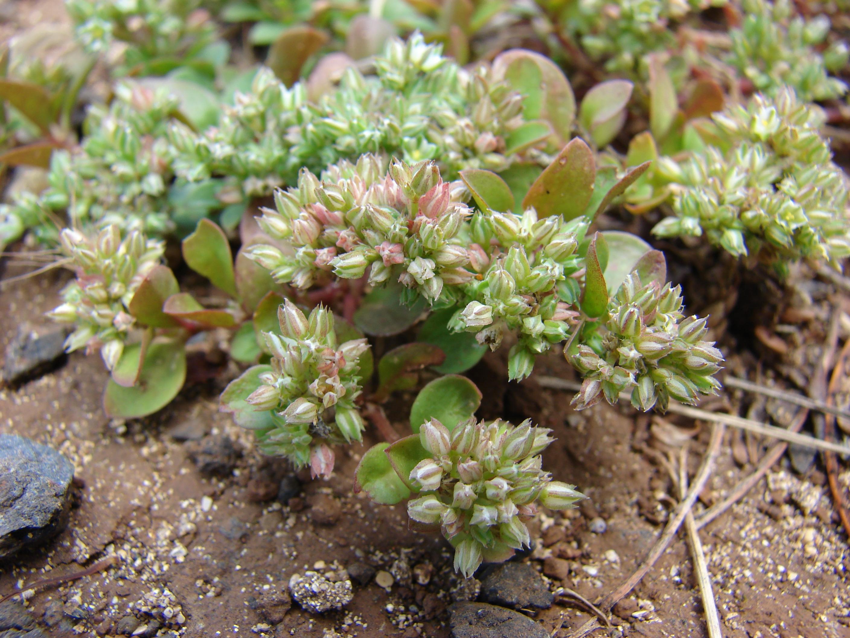 Manyseeds (Polycarpon) (Polycarpon) Care Guide: Pests, Diseases ...