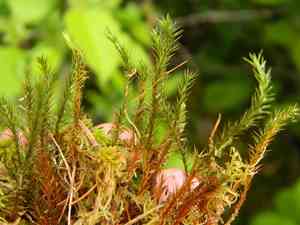 Polytrichum moss (Polytrichum strictum) Care Guide: Pests, Diseases ...