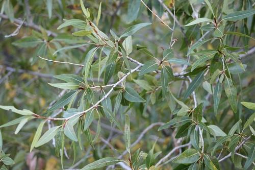 Narrowleaf cottonwood (Populus angustifolia) Care Guide: Pests ...