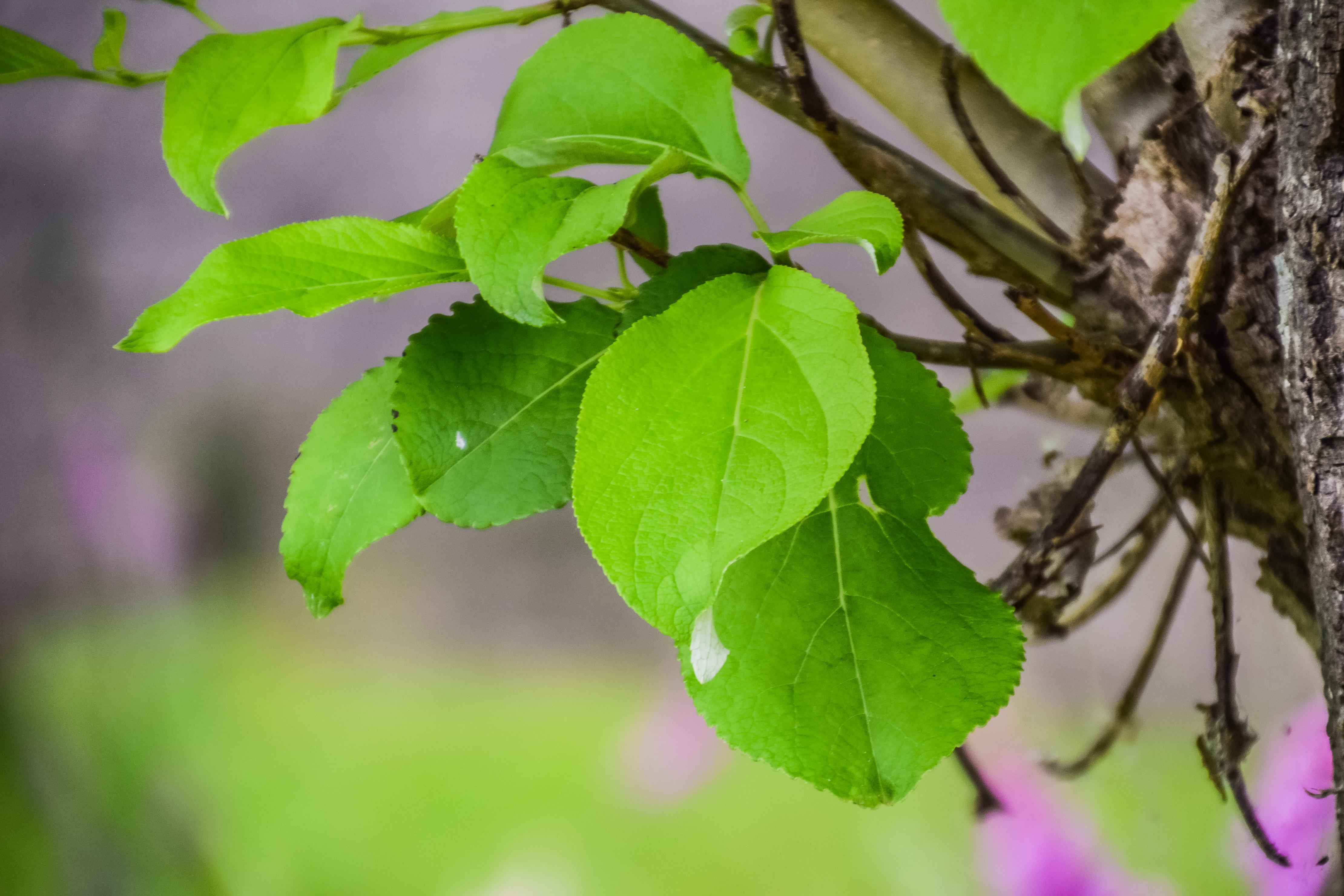 Japanese poplar (Populus maximowiczii) Care Guide: Pests, Diseases ...