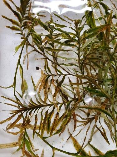 Robbins' pondweed (Potamogeton robbinsii) Care Guide: Pests, Diseases ...