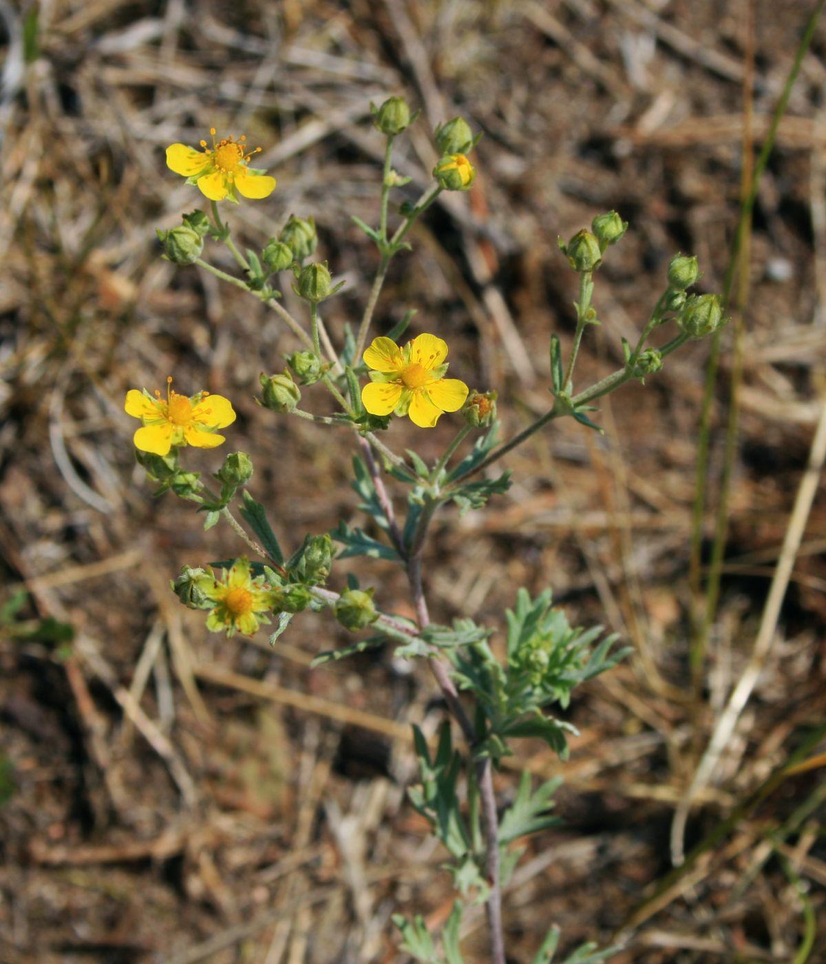 Silver cinquefoil (Potentilla argentea) Care Guide: Pests, Diseases ...