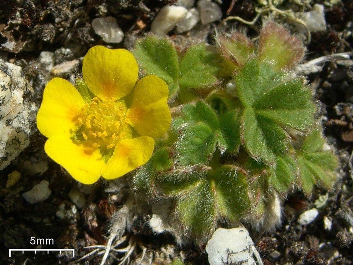 Villous cinquefoil (Potentilla villosa) Care Guide: Pests, Diseases ...