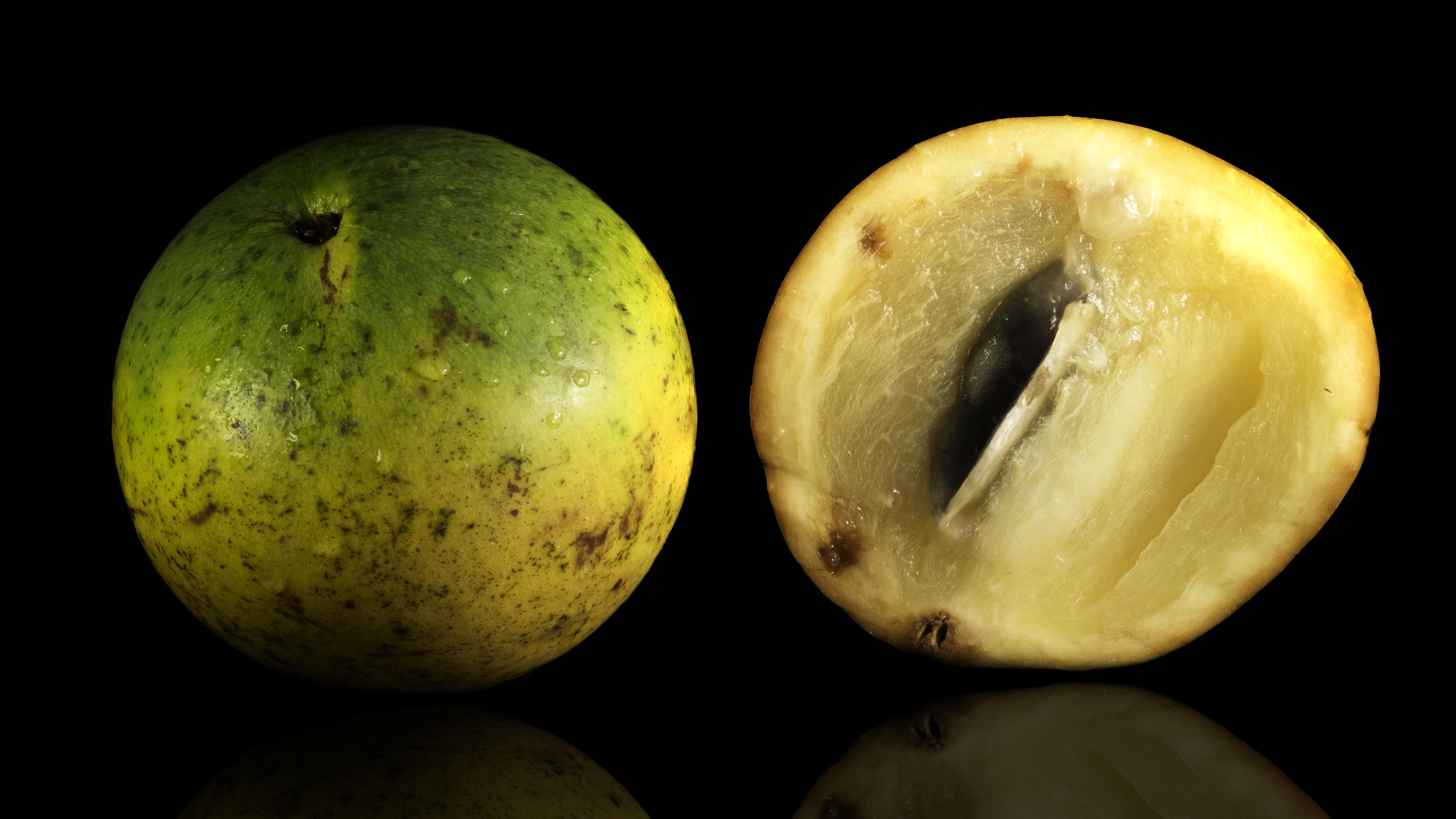 Abiu (Pouteria caimito) Care Guide: Pests, Diseases, Watering ...