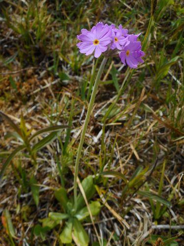 Bird's eye primrose (Primula farinosa) Care Guide: Pests, Diseases ...