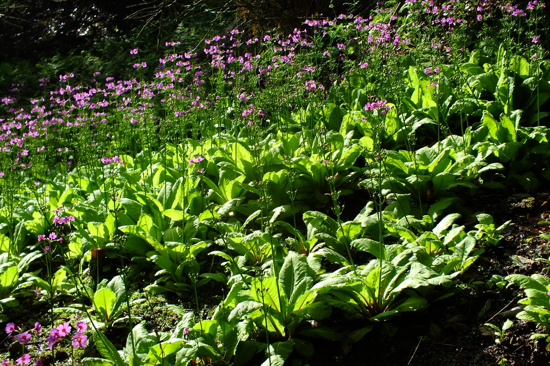 Japanese primrose (Primula japonica) Care Guide: Pests, Diseases ...