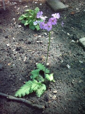 Primroses (Primula) (Primula) Care Guide: Pests, Diseases, Watering ...
