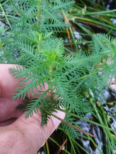 Intermediate mermaidweed (Proserpinaca intermedia) Care Guide: Pests ...