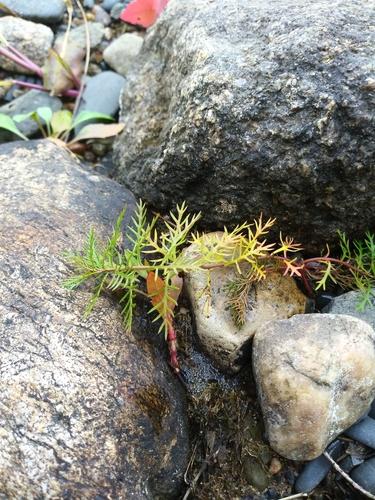Combleaf mermaidweed (Proserpinaca pectinata) Care Guide: Pests ...