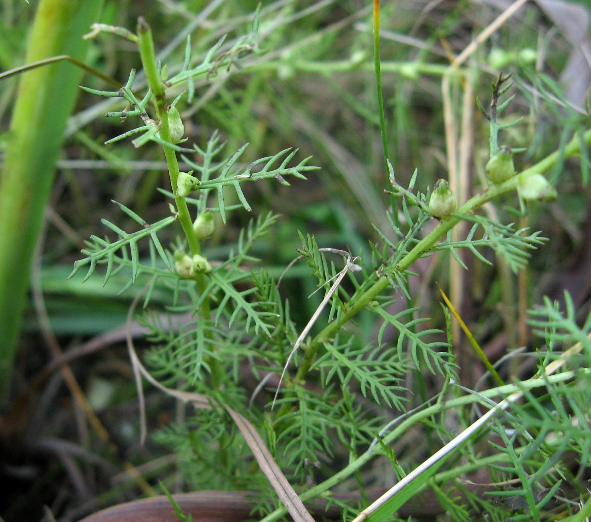 Mermaidweed (Proserpinaca) (Proserpinaca) Care Guide: Pests, Diseases ...