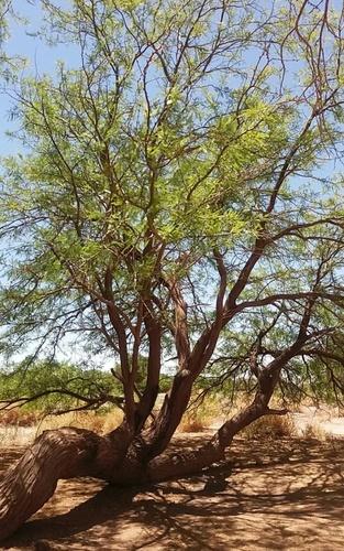 Prosopis (Prosopis) (Prosopis) Care Guide: Pests, Diseases, Watering ...