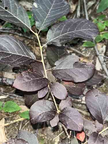 How to identify Purple-Leaf Sand Cherry (Prunus × cistena) | PlantJoy