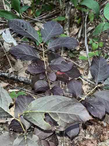How to identify Purple-Leaf Sand Cherry (Prunus × cistena) | PlantJoy