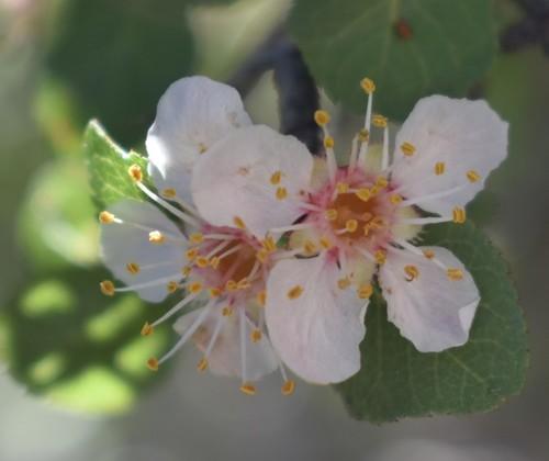 Desert apricot (Prunus fremontii) Care Guide: Pests, Diseases, Watering ...
