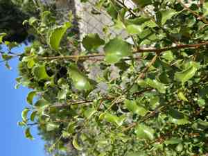 Catalina cherry (Prunus lyonii) Care Guide: Pests, Diseases, Watering ...