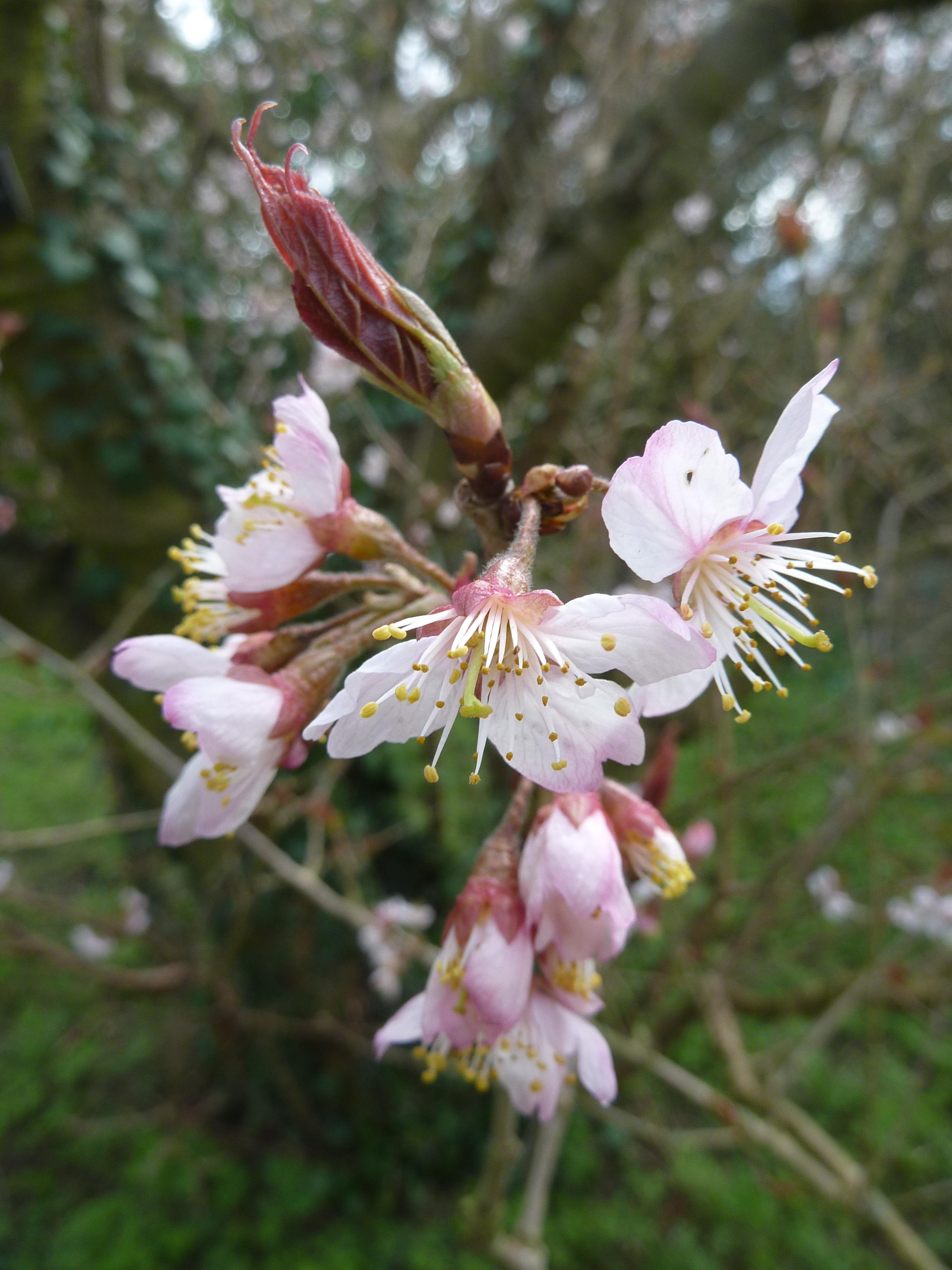 Chinese sour cherry (Prunus pseudocerasus) Care Guide: Pests, Diseases ...