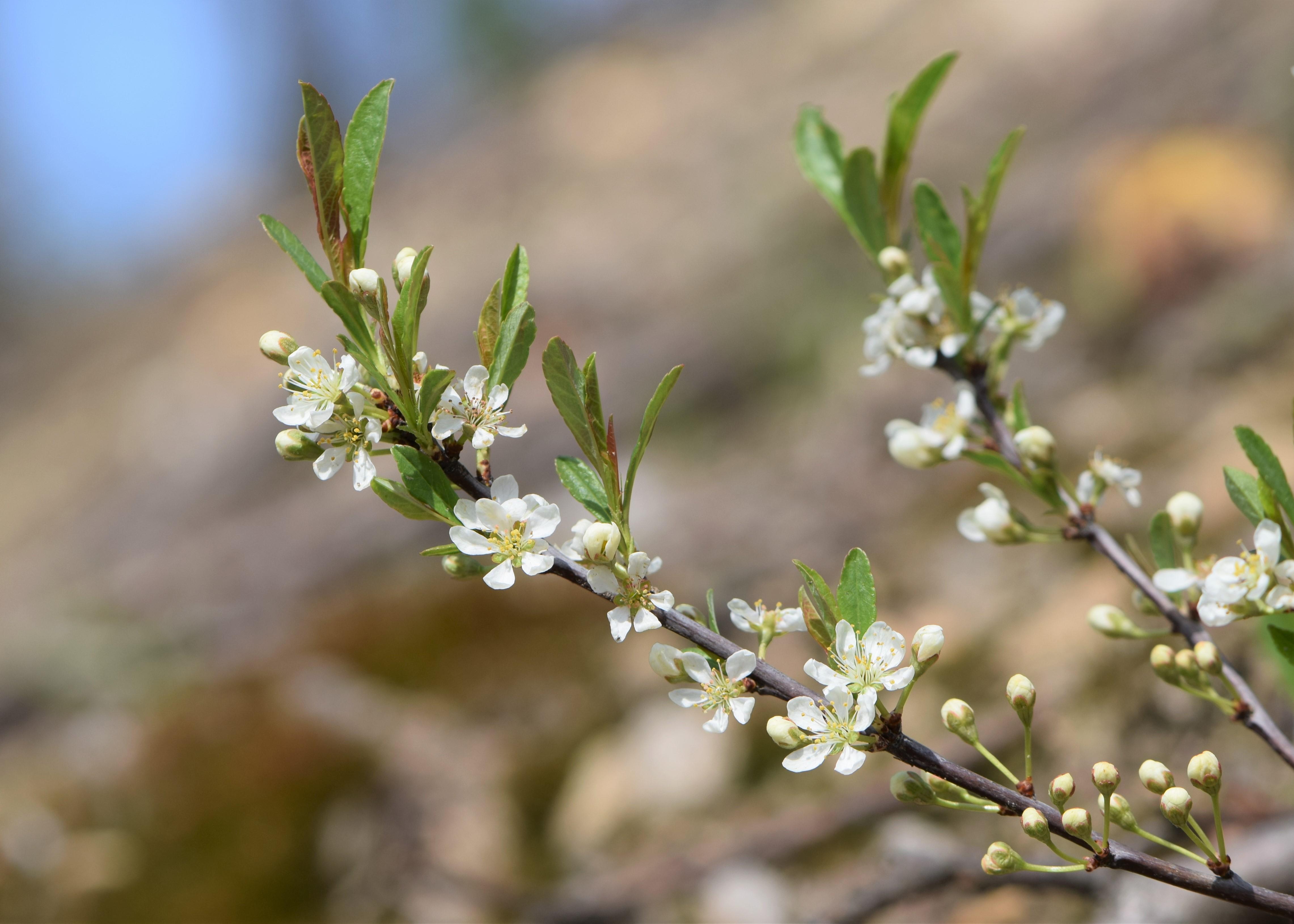 Sand cherry (Prunus pumila) Care Guide: Pests, Diseases, Watering ...