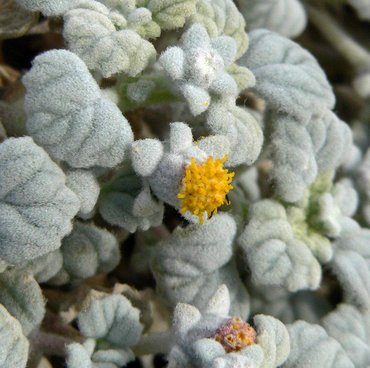 Velvet turtleback (Psathyrotes ramosissima) Care Guide: Pests, Diseases ...