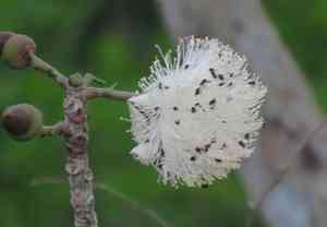Barrigon kapoktree (Pseudobombax septenatum) Care Guide: Pests ...
