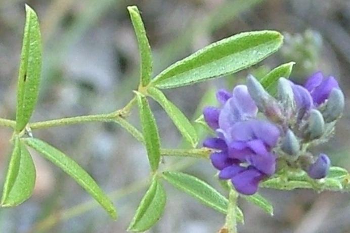 Scrufy psoralea (Psoralea tenuiflora) Care Guide: Pests, Diseases ...