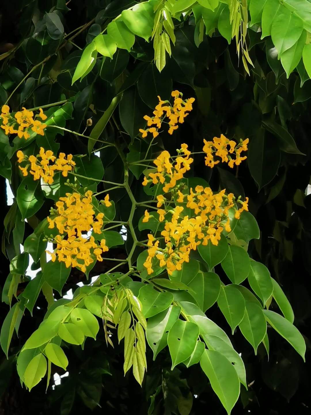 Burmese rosewood (Pterocarpus indicus) Care Guide: Pests, Diseases ...