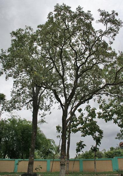 Red sandalwood (Pterocarpus santalinus) Care Guide: Pests, Diseases ...