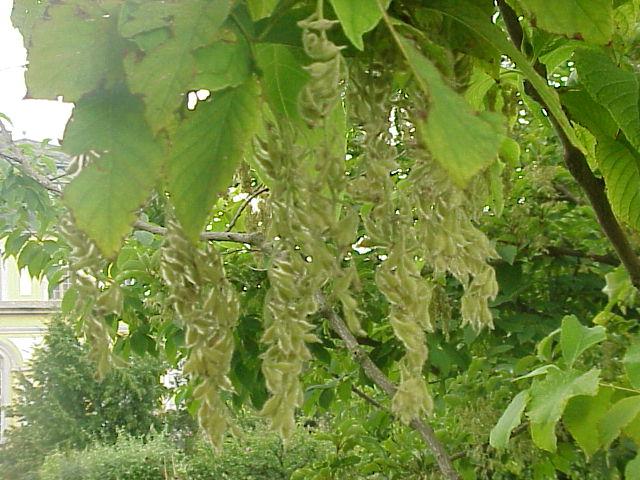Fragrant epaulette tree (Pterostyrax hispidus) Care Guide: Pests ...