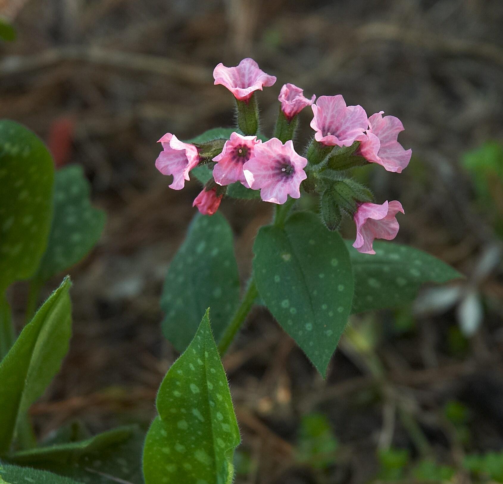 Bethlehem lungwort (Pulmonaria saccharata) Care Guide: Pests, Diseases ...