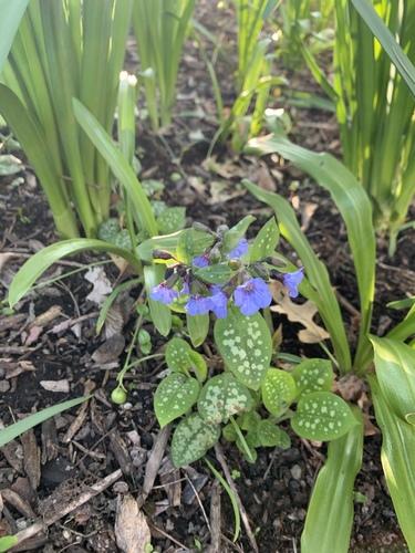 Lungworts (Pulmonaria) (Pulmonaria) Care Guide: Pests, Diseases ...