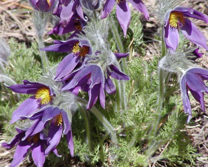 Pasque flower (Pulsatilla vulgaris) Care Guide: Pests, Diseases ...