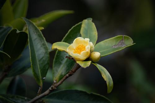 Common tutcheria (Pyrenaria spectabilis) Care Guide: Pests, Diseases ...