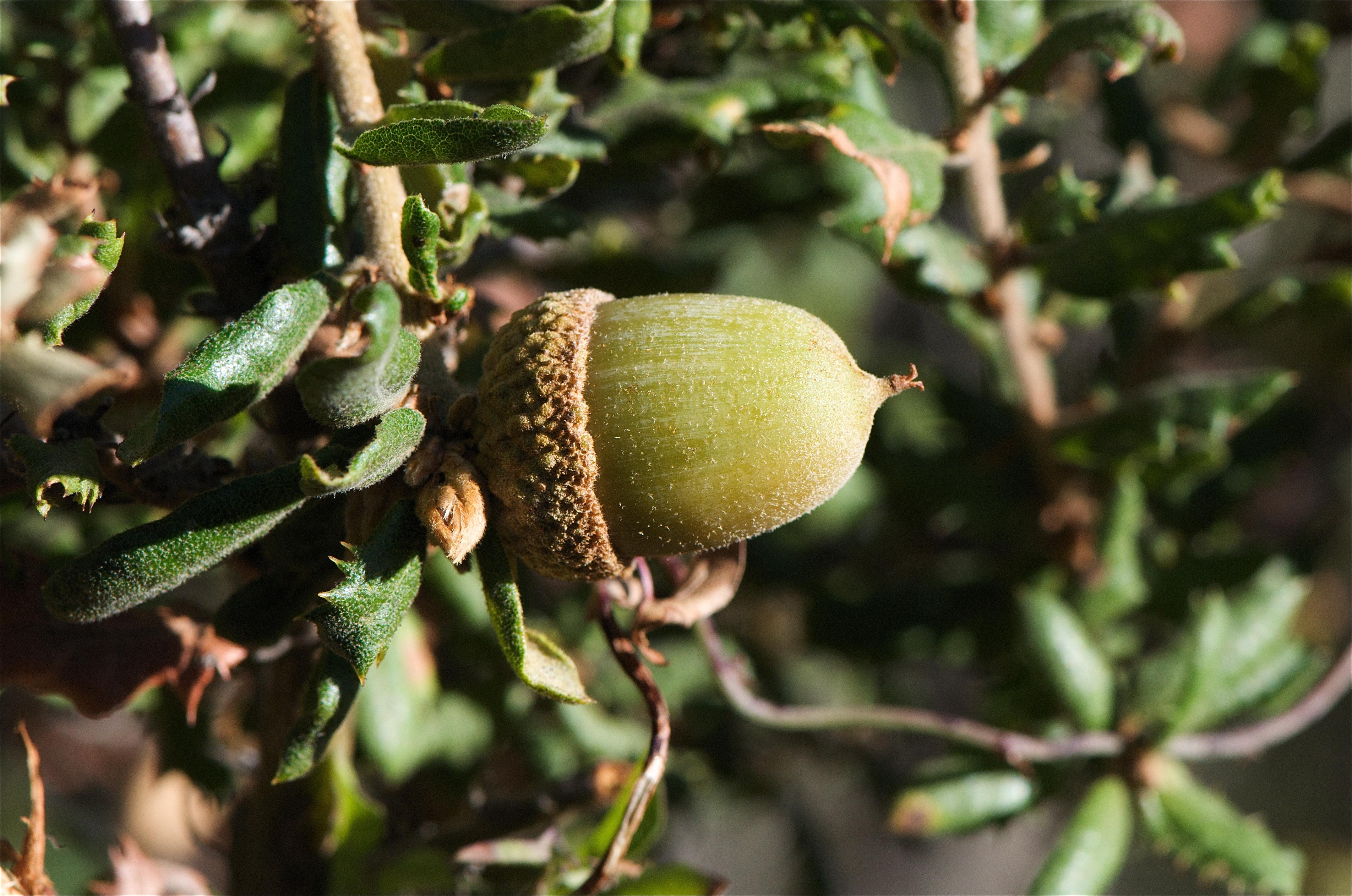 Coastal sage scrub oak (Quercus dumosa) Care Guide: Pests, Diseases ...
