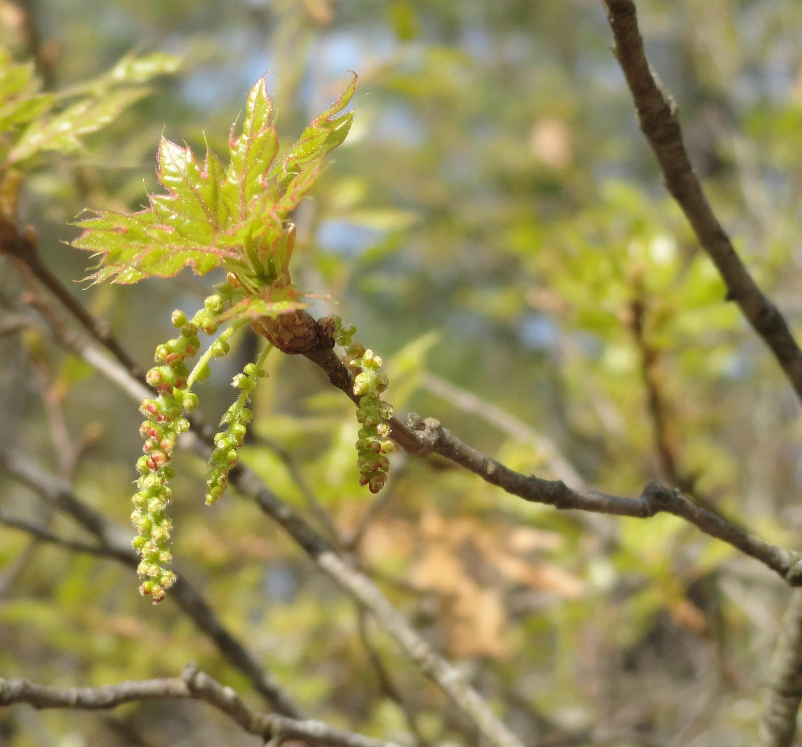 Georgia oak (Quercus georgiana) Care Guide: Pests, Diseases, Watering ...
