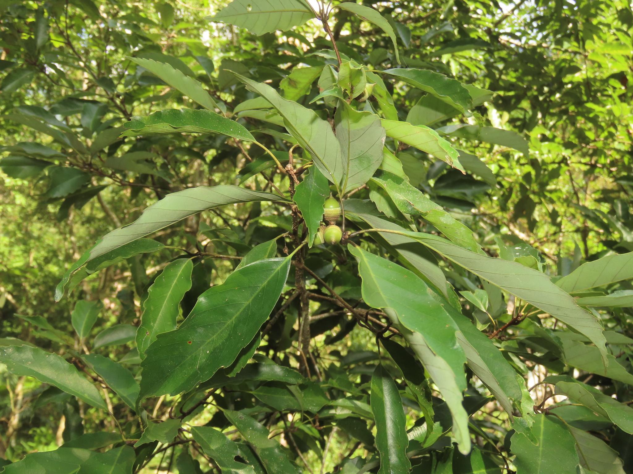Ring-cupped oak (Quercus glauca) Care Guide: Pests, Diseases, Watering ...
