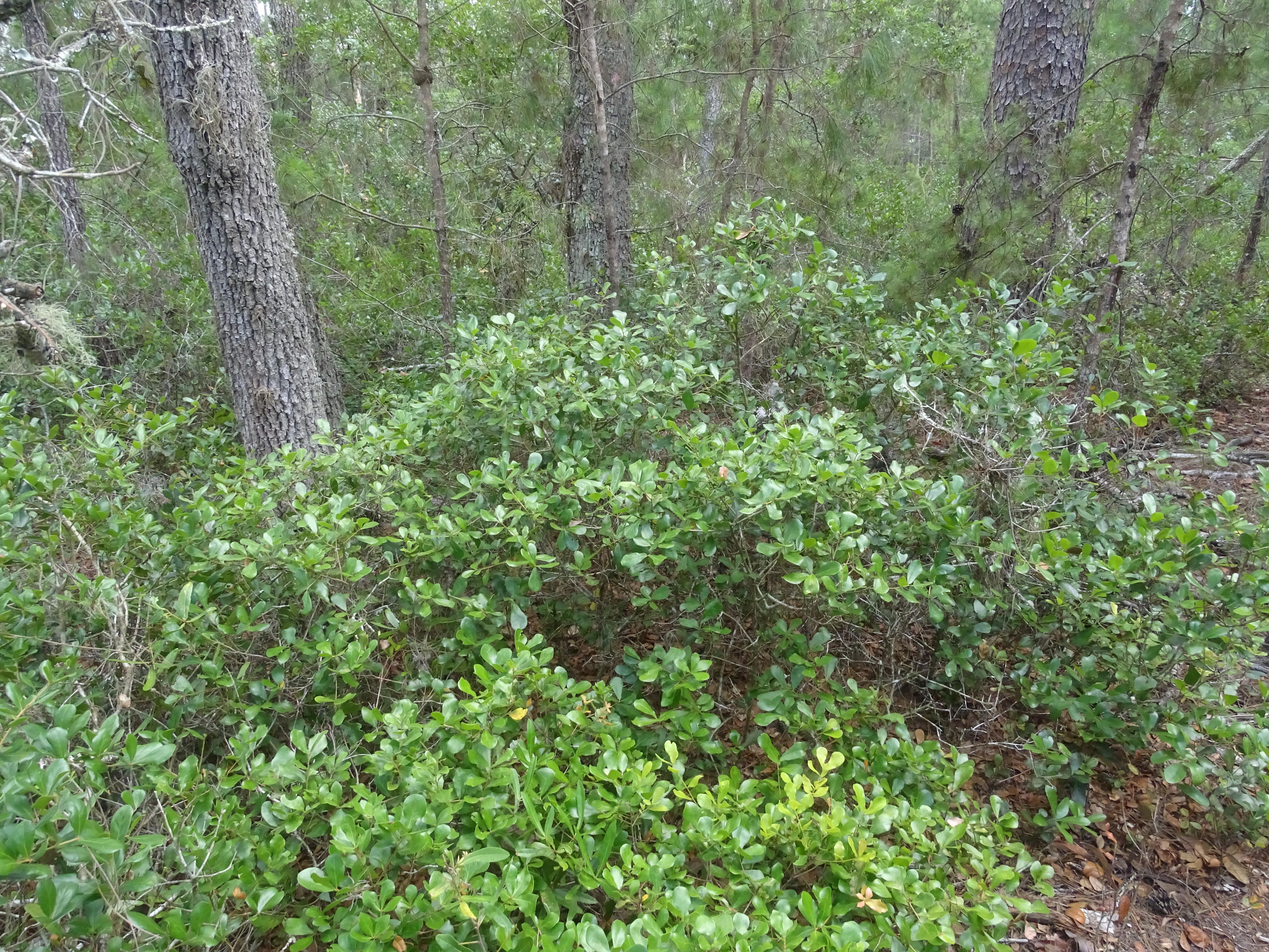 Myrtle oak (Quercus myrtifolia) Care Guide: Pests, Diseases, Watering ...