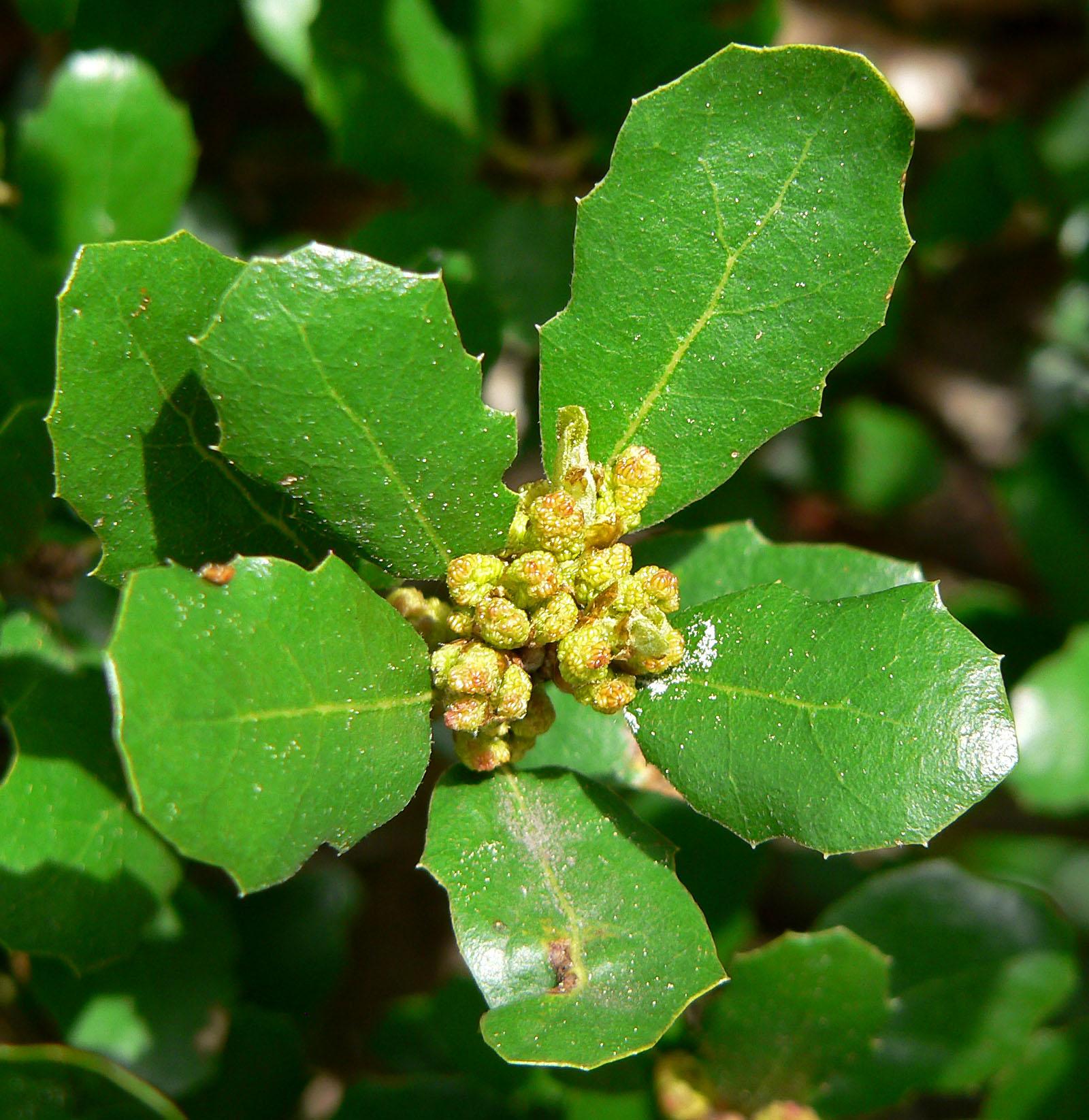 Channel island scrub oak (Quercus pacifica) Care Guide: Pests, Diseases ...