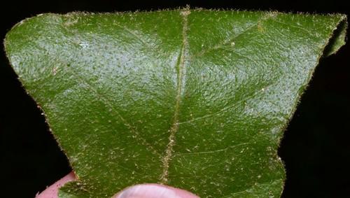 Bottomland post oak (Quercus similis) Care Guide: Pests, Diseases ...