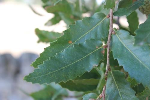 Trojan oak (Quercus trojana) Care Guide: Pests, Diseases, Watering ...
