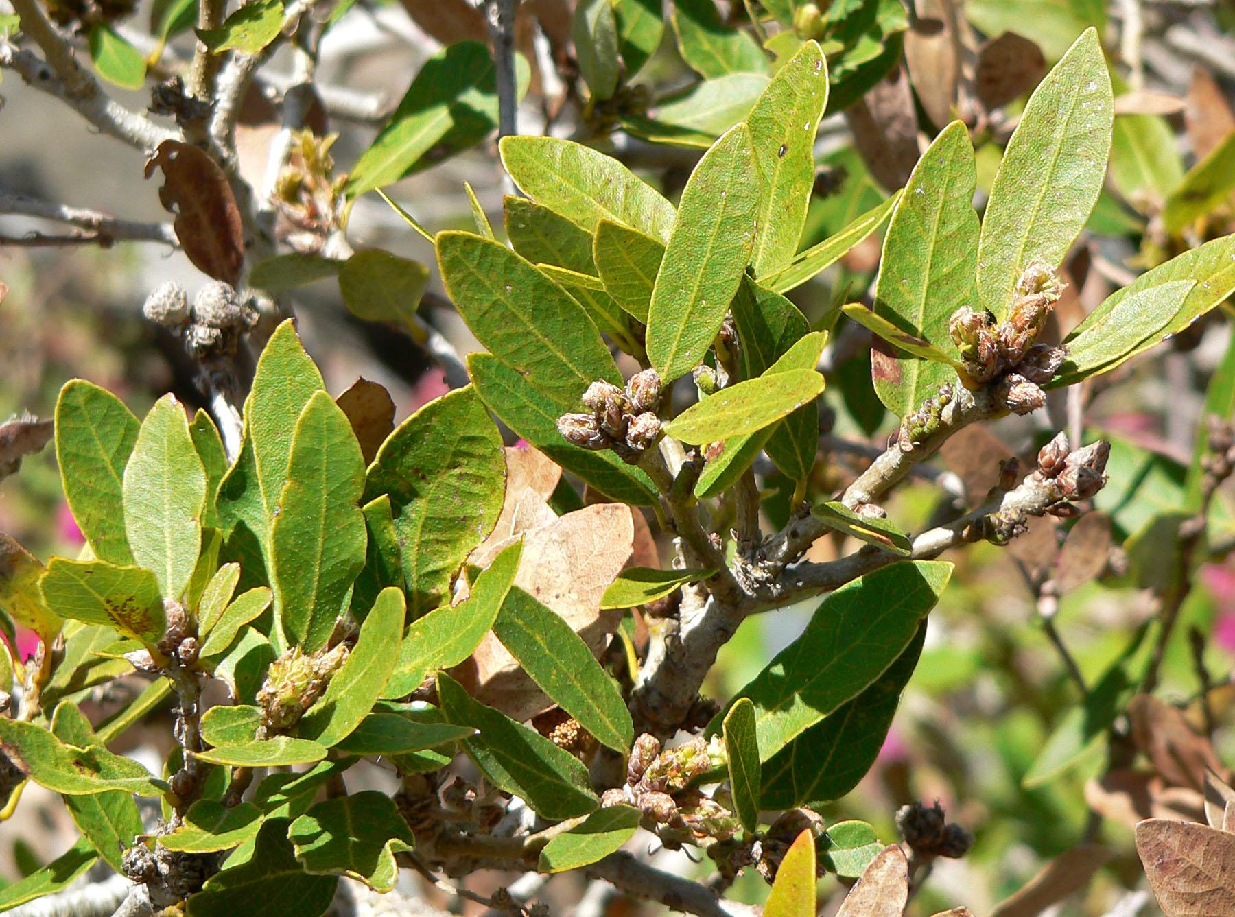 Huckleberry Oak (Quercus vacciniifolia) Care Guide: Pests, Diseases ...