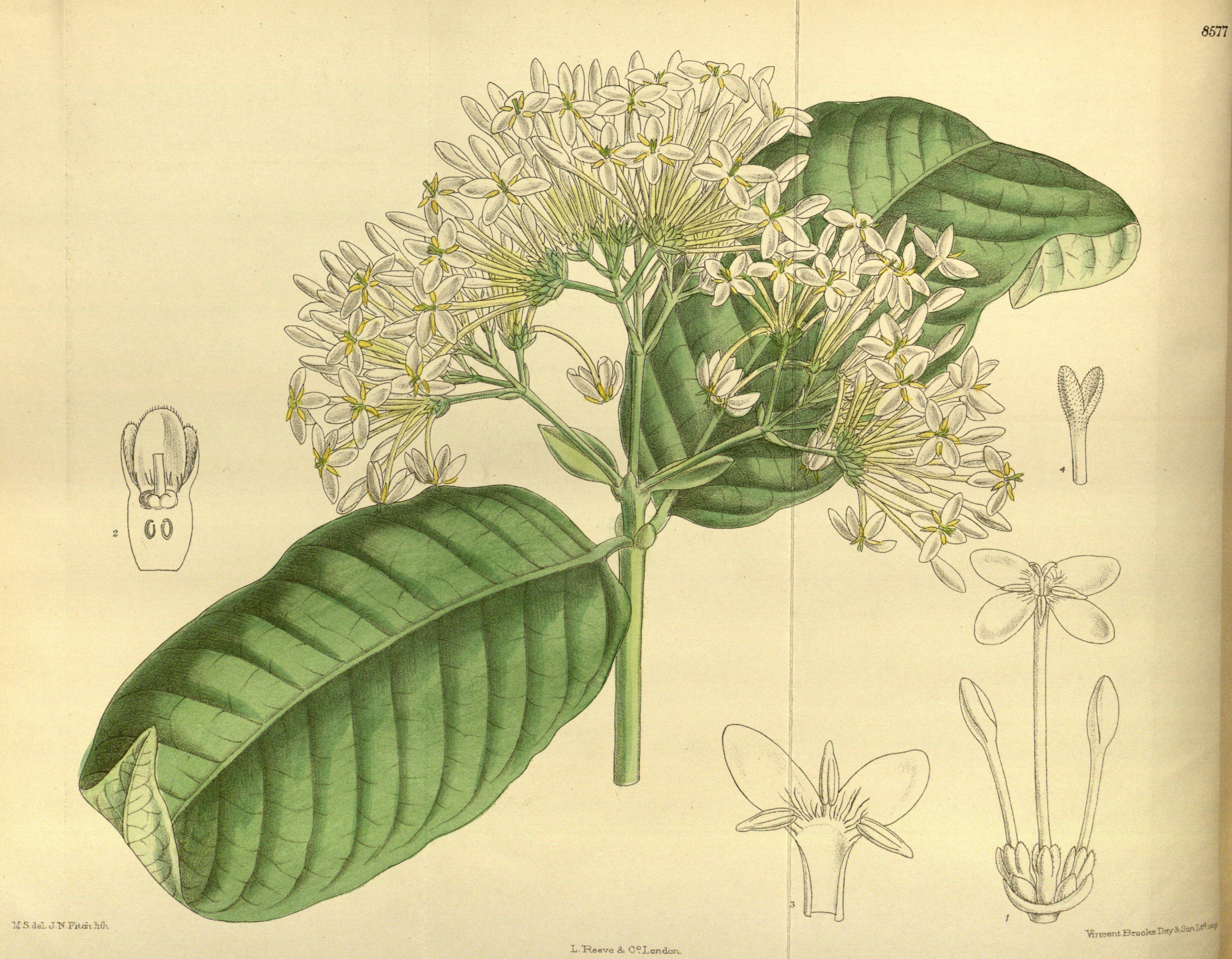 White indigo berry (Randia aculeata) Care Guide: Pests, Diseases ...
