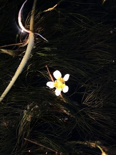 White water crowfoot (Ranunculus aquatilis) Care Guide: Pests, Diseases ...