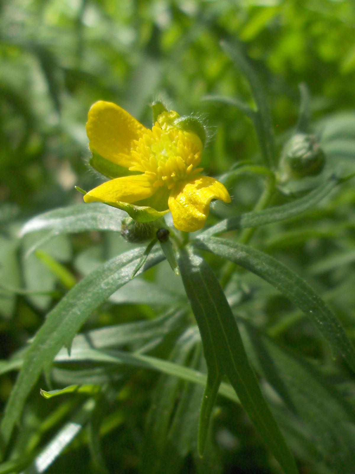 Goldilocks buttercup (Ranunculus auricomus) Care Guide: Pests, Diseases ...