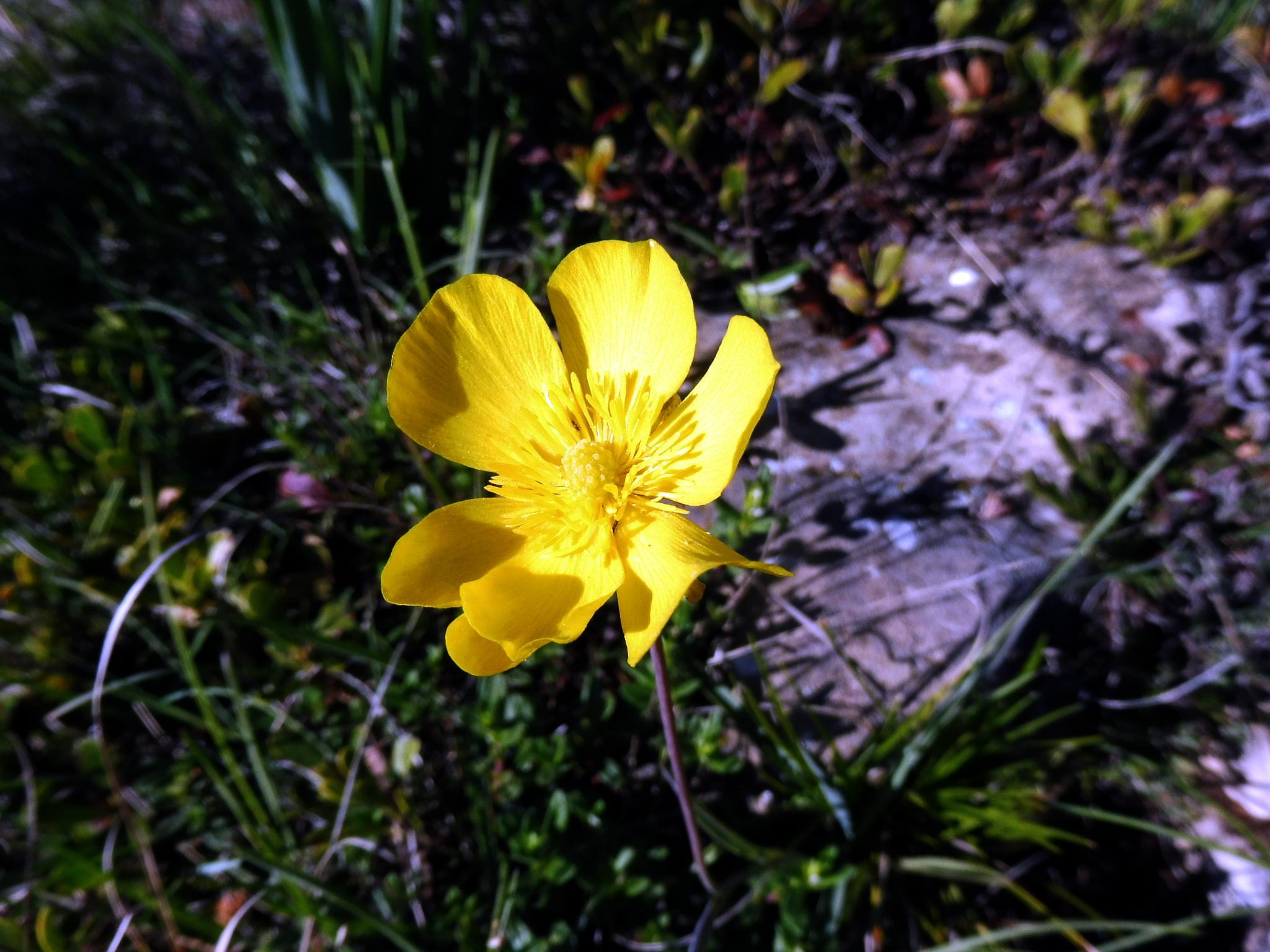 Grass-leaved buttercup (Ranunculus gramineus) Care Guide: Pests ...