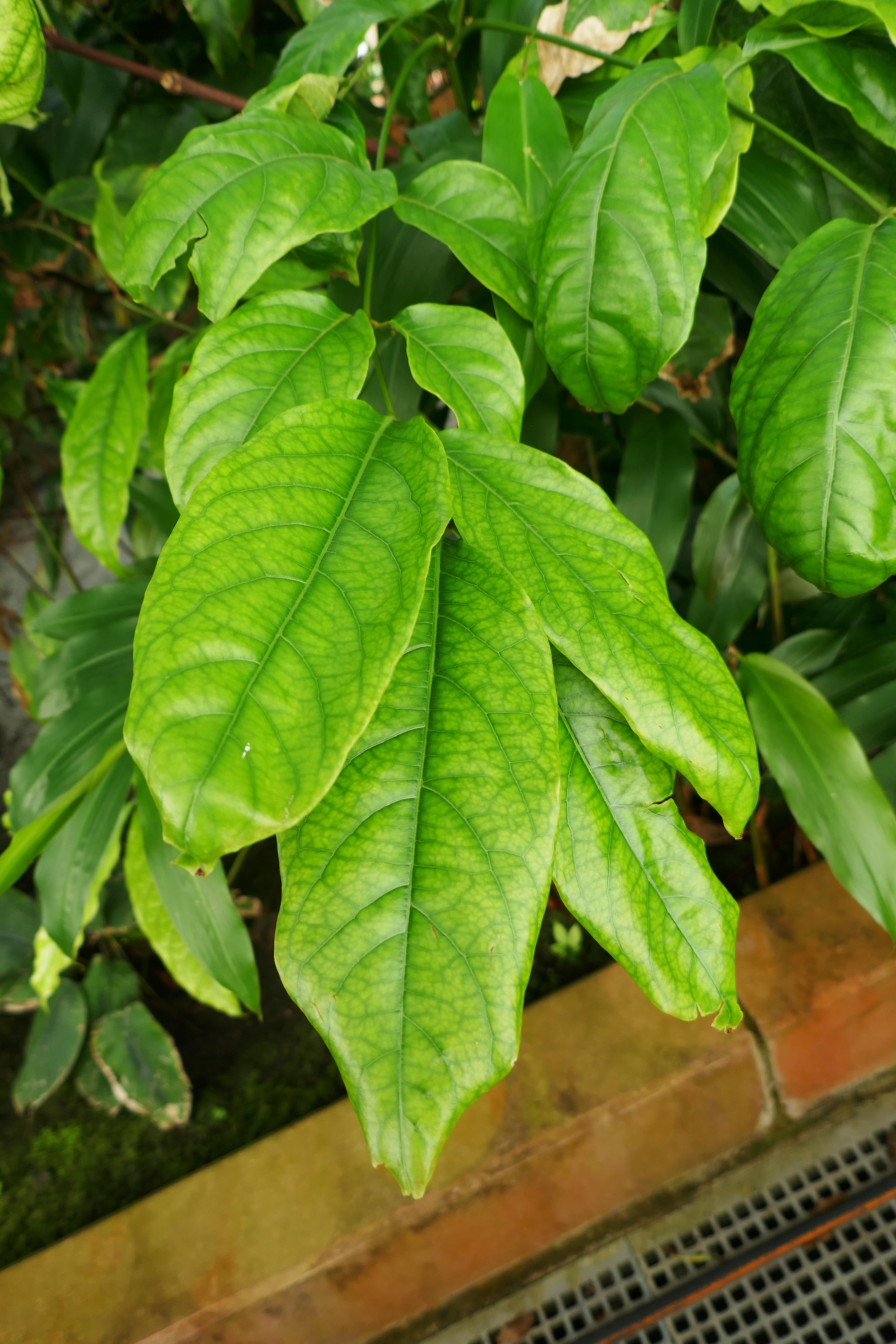 Poison devil's-pepper (Rauvolfia vomitoria) Care Guide: Pests, Diseases ...
