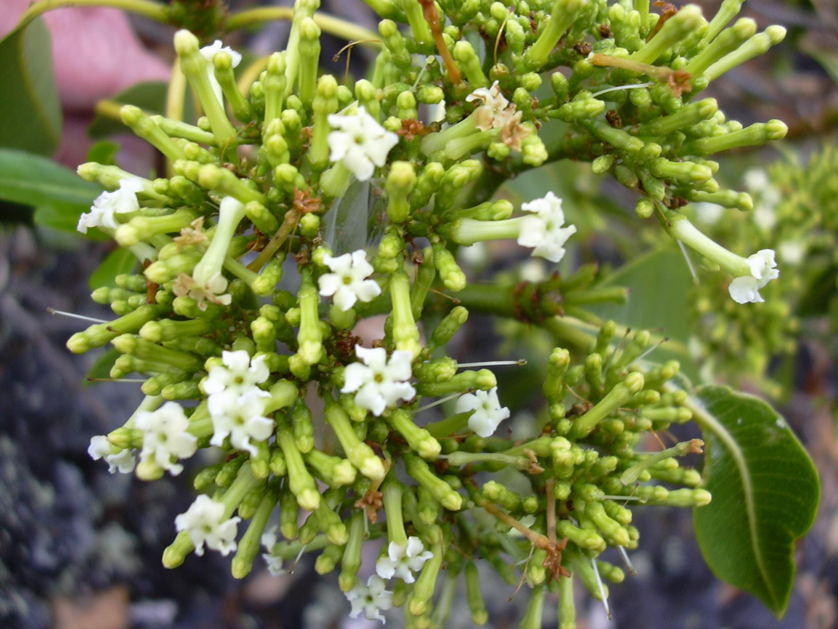 How to identify Devil Peppers (Rauvolfia) (Rauvolfia) | PlantJoy
